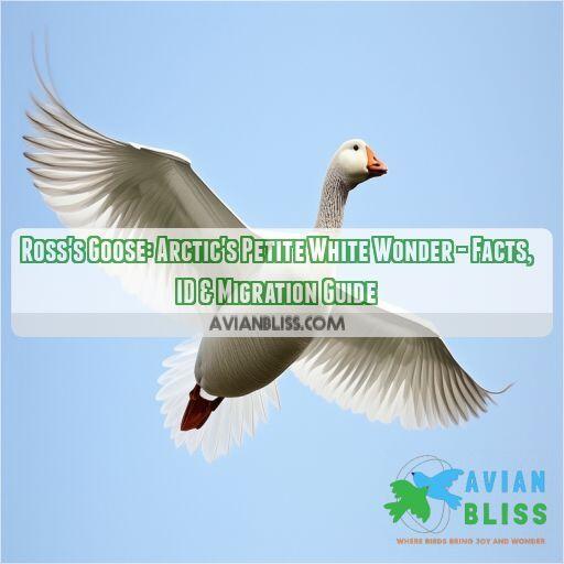 Ross’s Goose: Arctic’s Petite White Wonder – Facts, ID & Migration ...