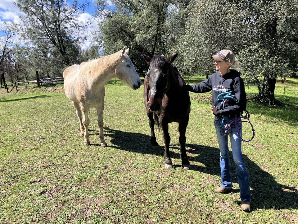 Rescued horses helping rescue people through Carrying Heroes nonprofit