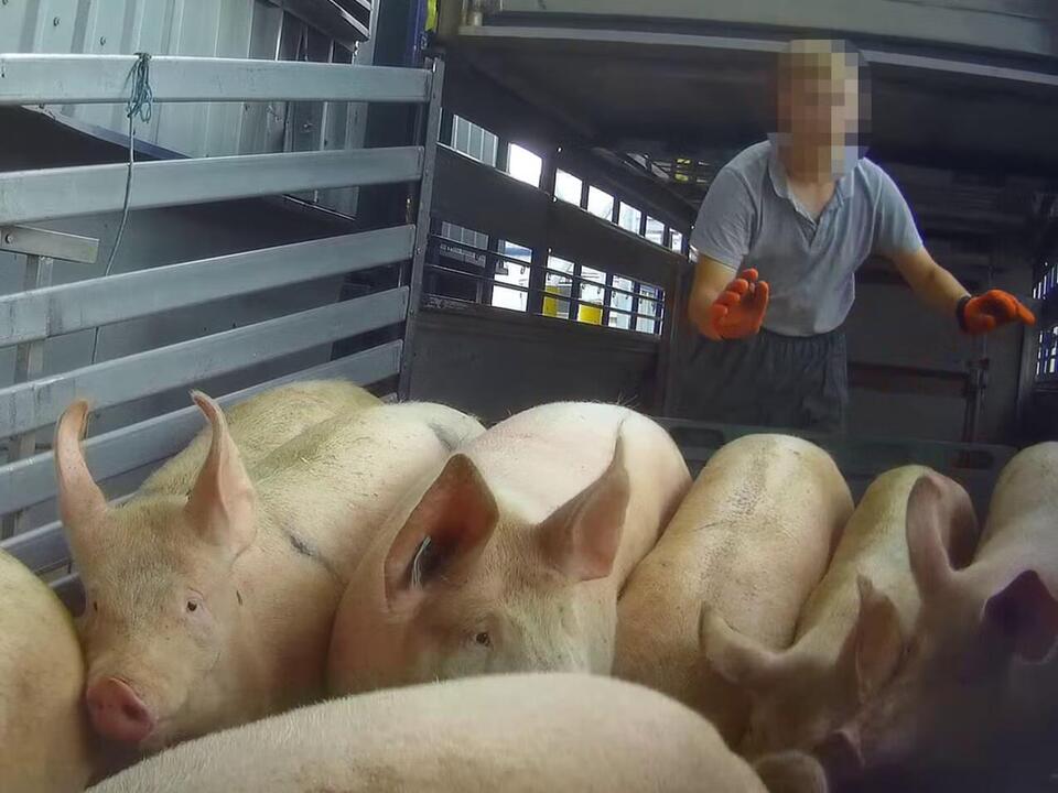 Workers hit sick pigs at RSPCA-backed slaughterhouse supplying pork to ...
