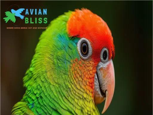 Conure Head Bobbing: Discover Why Your Bird Bobs and What It Means (2024)