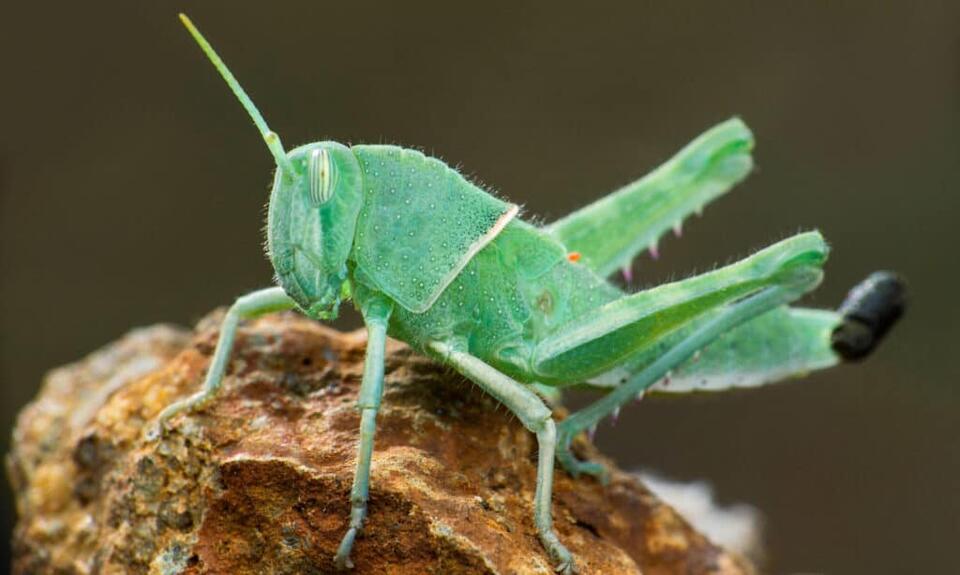 Grasshopper vs Locust: 6 Major Differences That Set Them Apart - NewsBreak