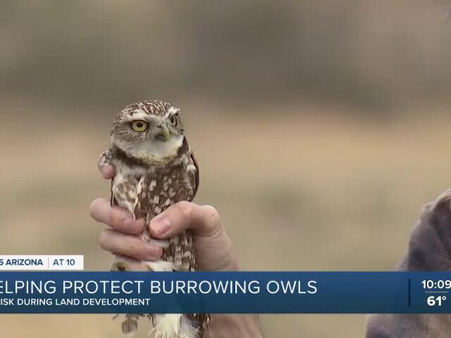 Valley nonprofit working to help protect burrowing owls - NewsBreak