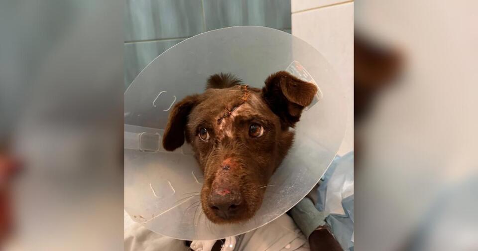 Mishka the Dog Is Fighting to Recover After Being Found Severely ...