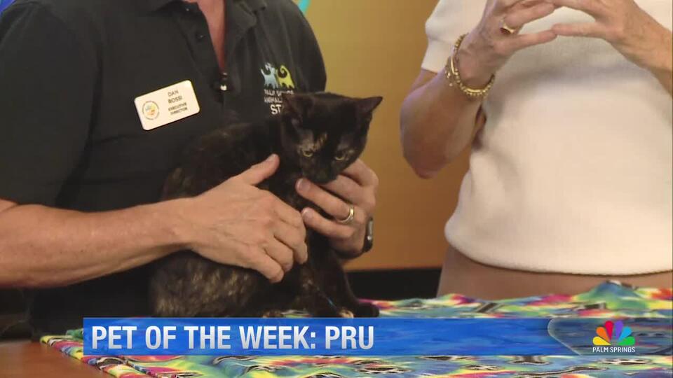 Pet of the Week: Pru - NewsBreak