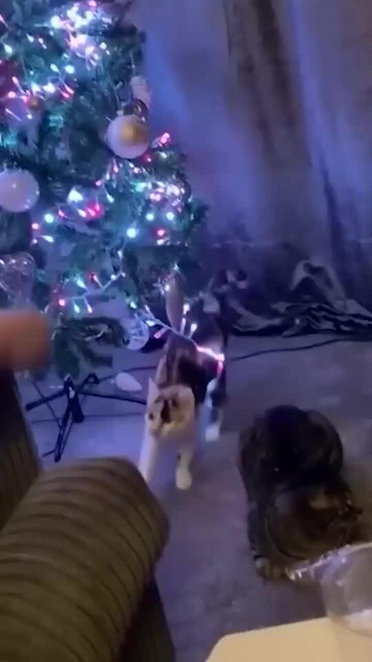 Cats do cat things call 911 - NewsBreak