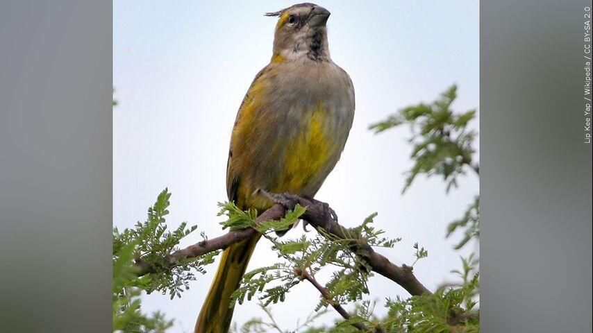 PETA can obtain wild bird stress records from LSU researcher, state ...