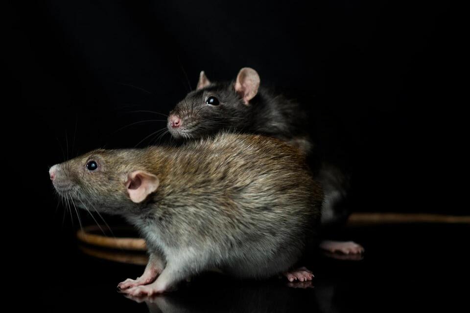 Scientists train giant rats to hunt down criminal gangs: 'It's amazing ...