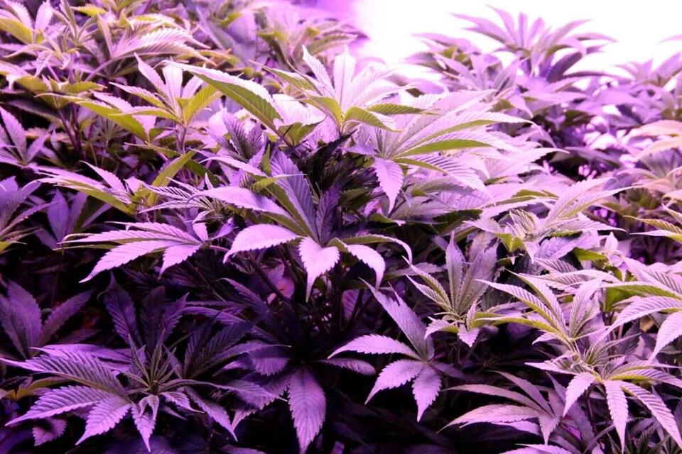 Maine issues recall for moldy pre-rolled joints - NewsBreak