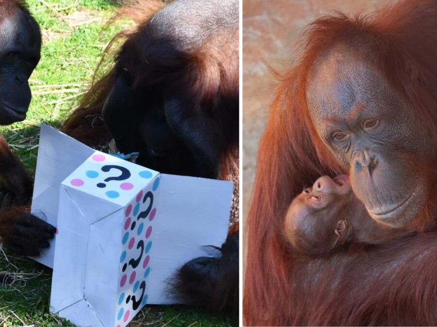 Little Rock Zoo Has a Cute Gender Reveal Photoshoot for Newborn Orangutan