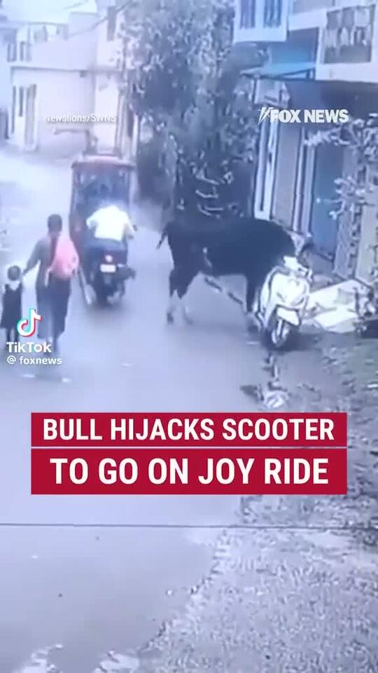 His First Rodeo: a bizarre video shows a bull casually mounting a ...