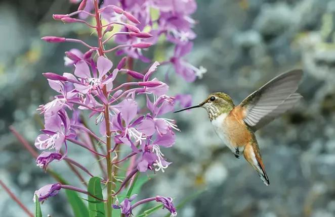 New Hummingbird Garden is a First for Central Oregon - NewsBreak