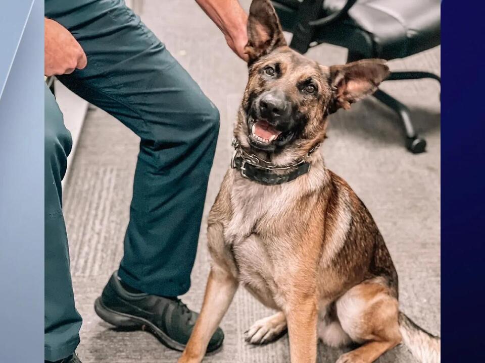 Man gouges K9’s eyes, chokes dog during arrest