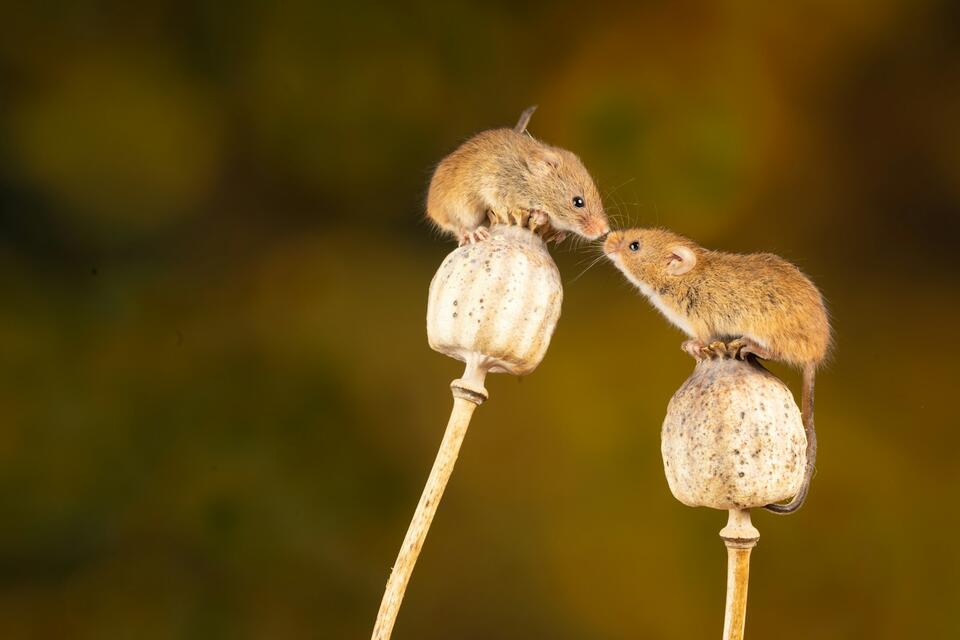 How Rats Laugh When Tickled — And Why They Might Be the Most Underrated ...