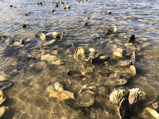 Massachusetts Oyster Project Announces First Public Oyster Shell Drop ...