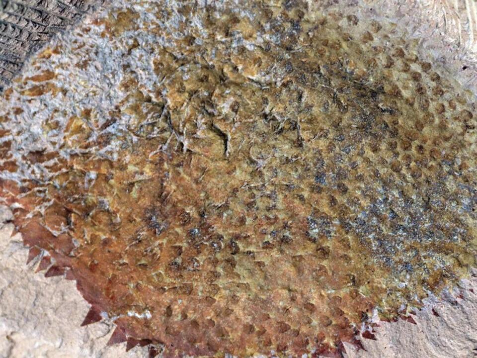 This spiky fossil shows what early mollusks looked like