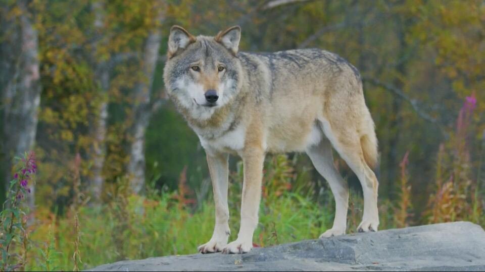 Oregon’s wolf populations remained stable in 2023, reports says - NewsBreak
