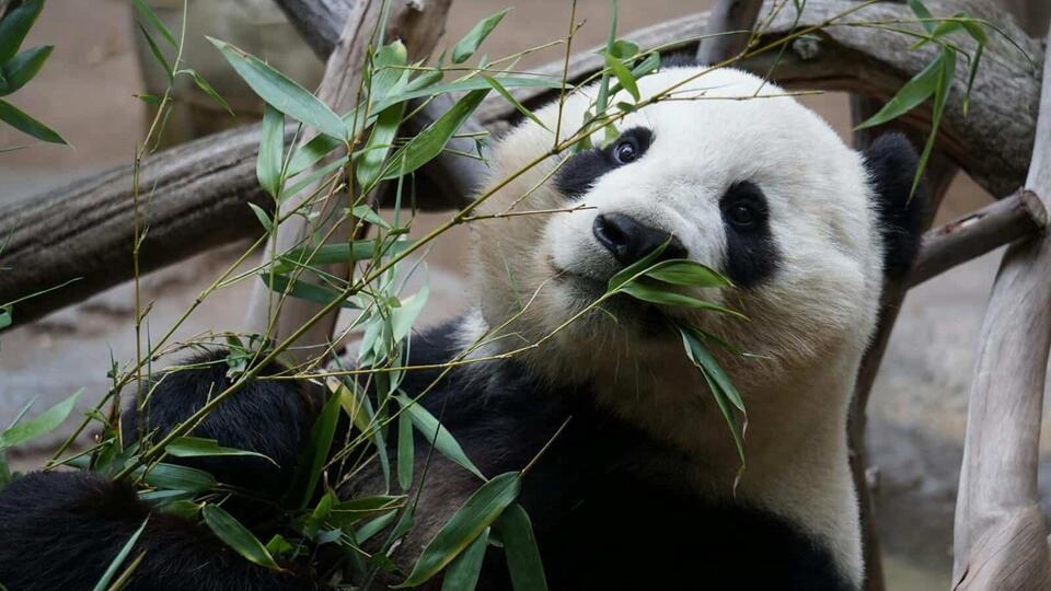 How Giant Pandas Communicate Without Making a Sound - NewsBreak