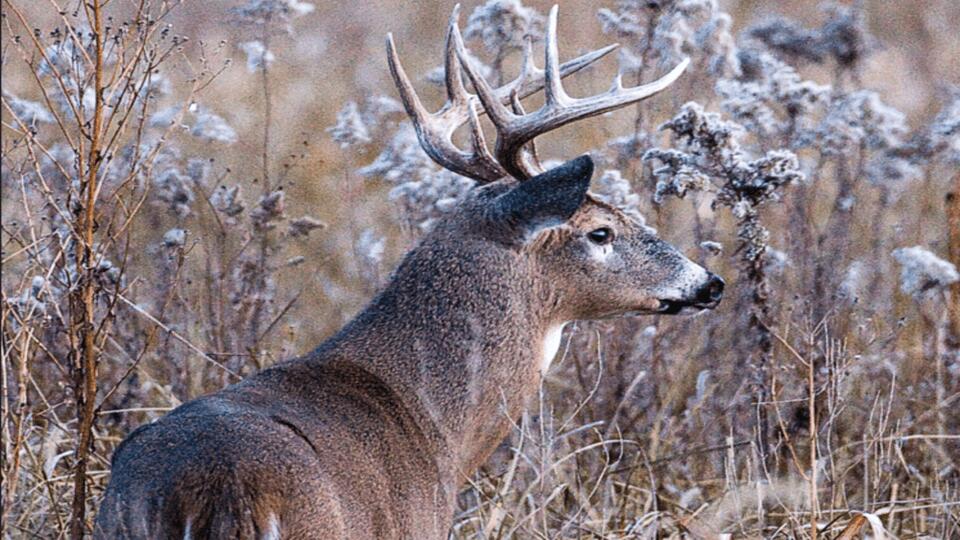 MDC releases preliminary number for 2025-26 deer season - NewsBreak