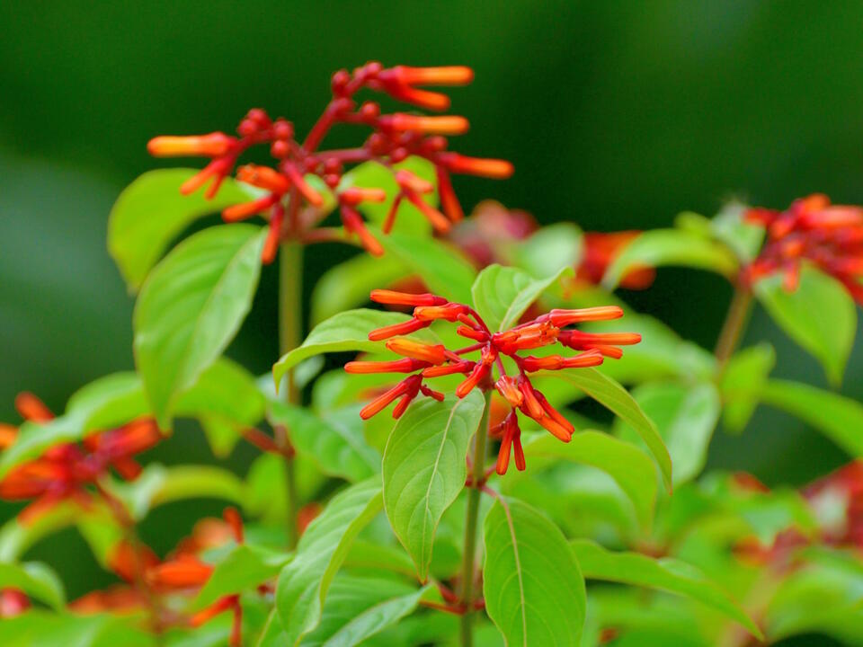 How to grow firebush plants – for a native shrub that hummingbirds adore