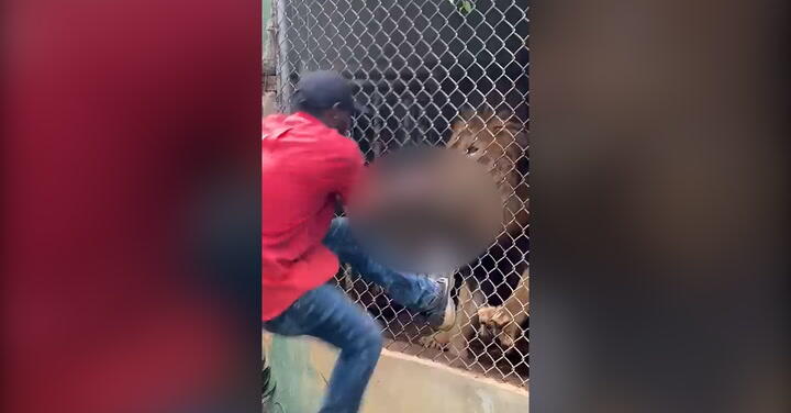 Jamaica: Lion bites off zookeeper’s finger in front of terrified ...