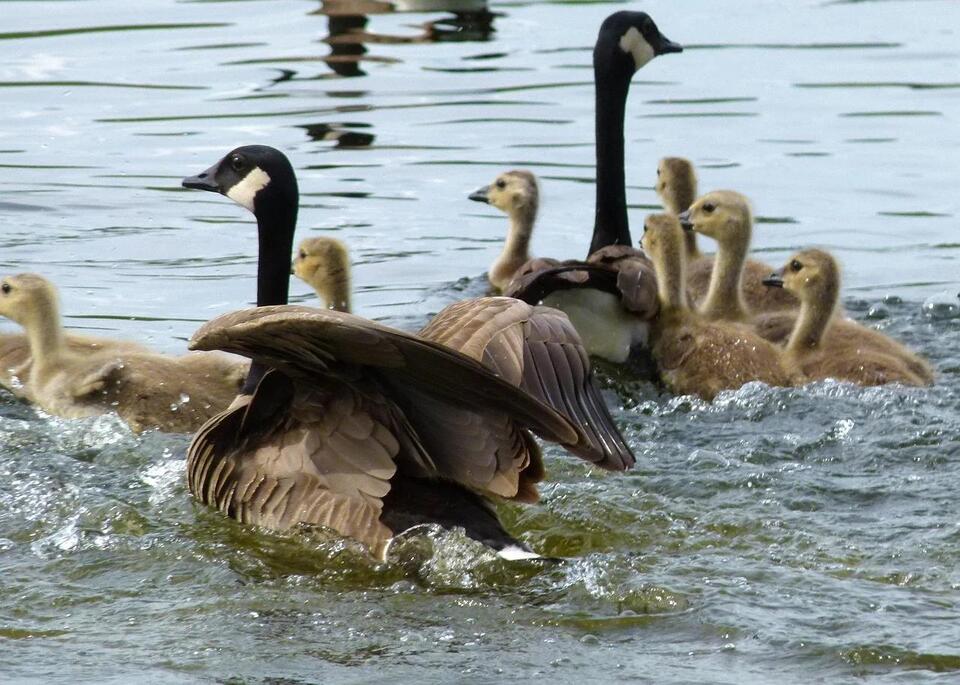 Can Animals Predict Natural Disasters? - NewsBreak