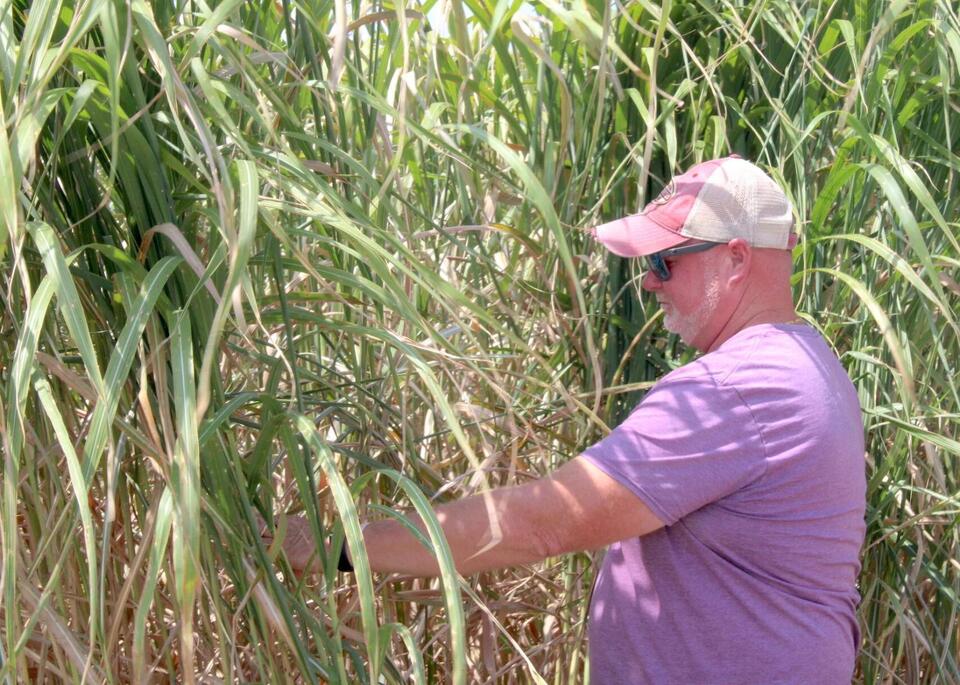 Ridgely farm uses miscanthus grass as innovative crop - NewsBreak