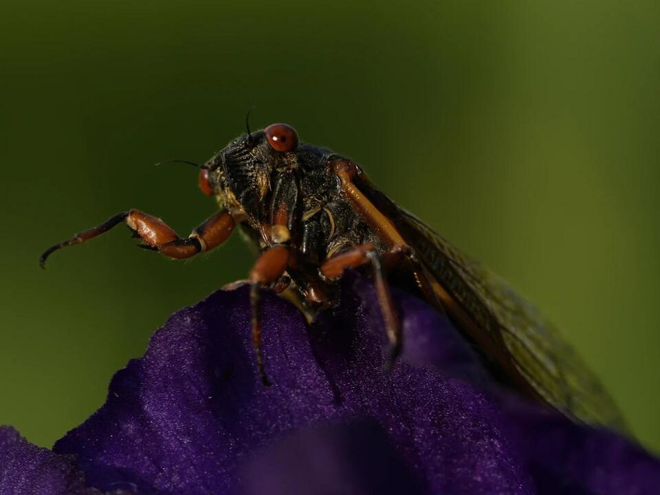 Up close and personal, cicadas display Nature's artwork. Discerning ...