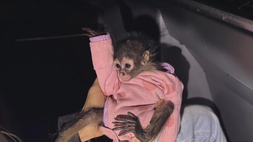 Monkey discovered during California traffic stop is getting a new home ...