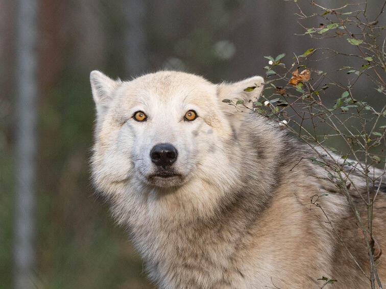 Wolf Haven in Tenino receives global federation's Outstanding Wildlife ...