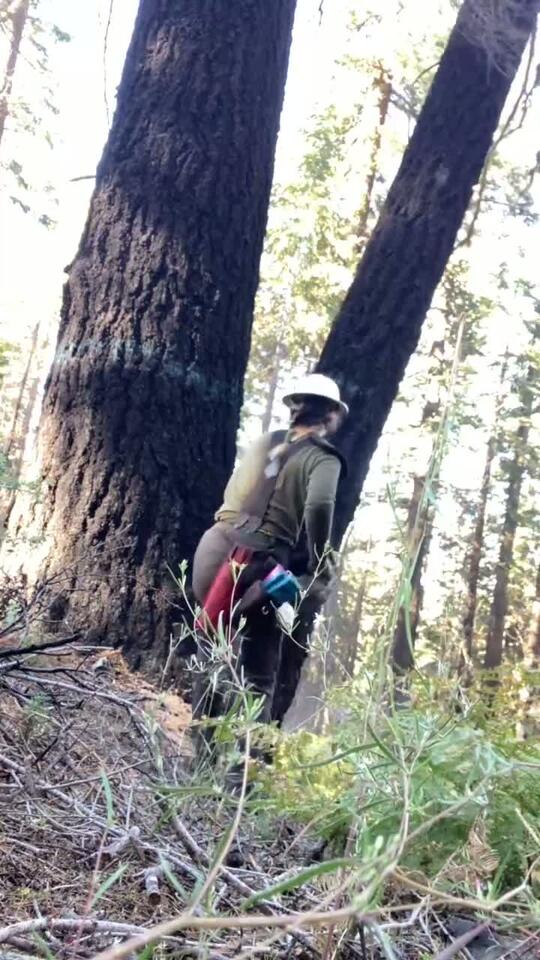 High stumping cull logs treework logging timberfalling felling stihl ...