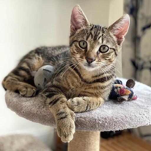 The Origins of Tabby Cats and Their Unique Patterns - NewsBreak