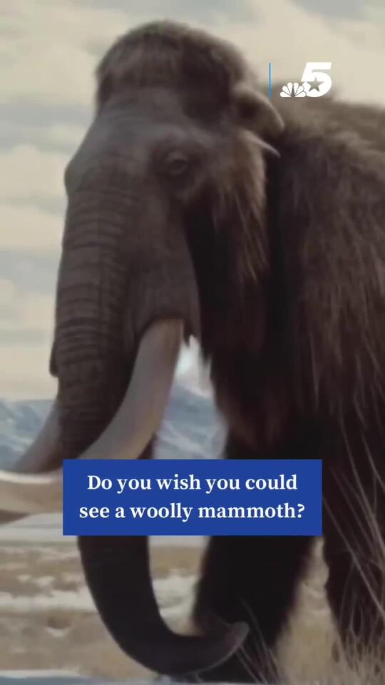 The woolly mammoth has been extinct for 4000 years Now it might be ...