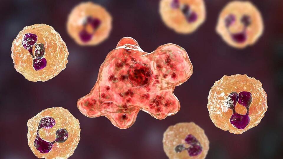 Nevada 2-Year-Old Dead After Being Infected by Brain-Eating Amoeba ...