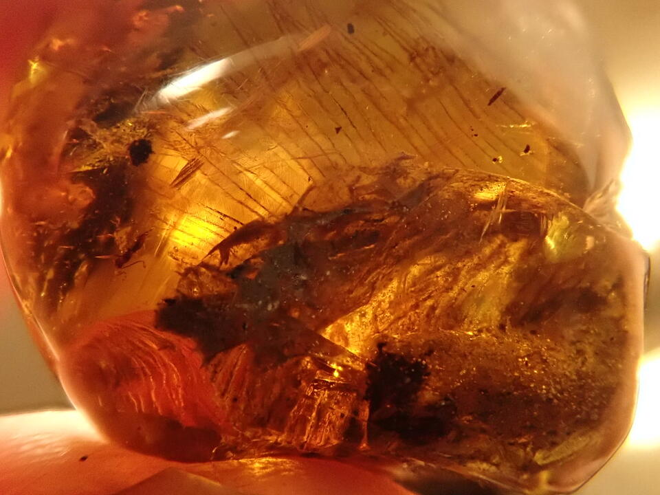 The Feathered Dinosaur in Amber: A 99-Million-Year-Old Time Capsule ...