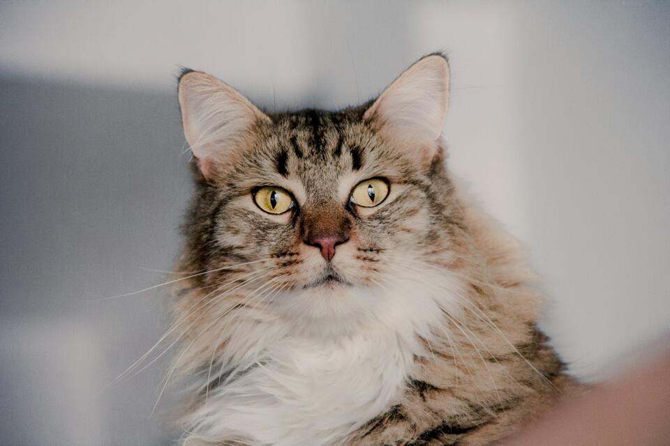 The History of Cats in Maritime Culture and Ship Travel - NewsBreak