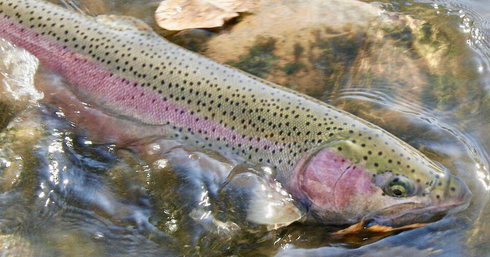 South Fork Clearwater River Localized Broodstock Program Kicks Off ...