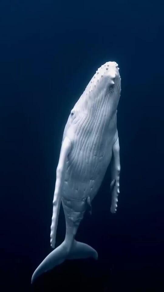 One of the rarest animals on our planet Captured by ...