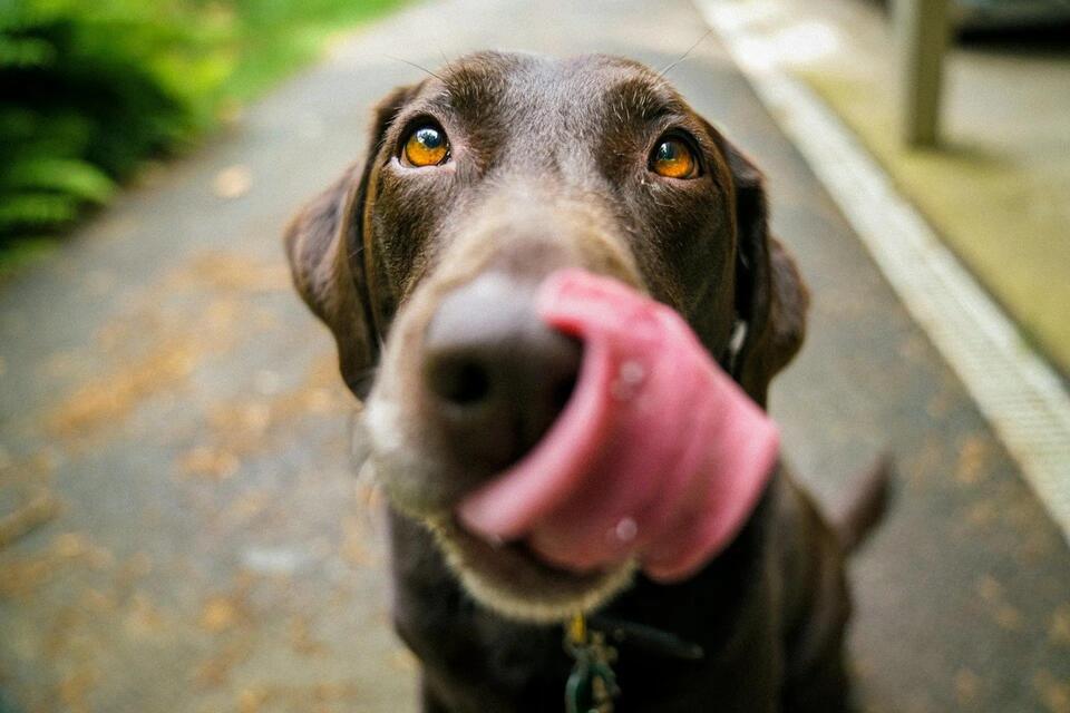 What is the ‘Dog with Apple’ meme? Decoding the viral ‘Apple Dog’ AI ...