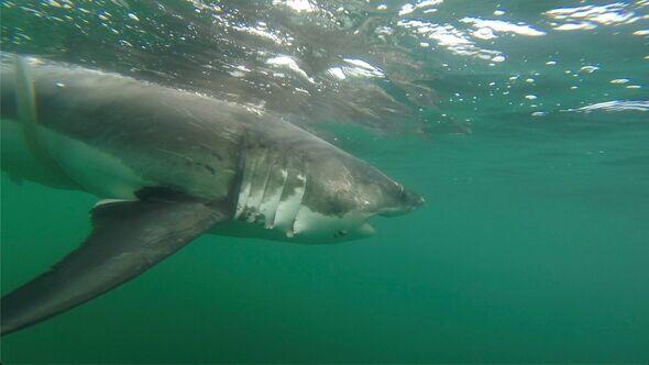 12-foot 1,000-pound great white shark scarily close to Alabama coast ...