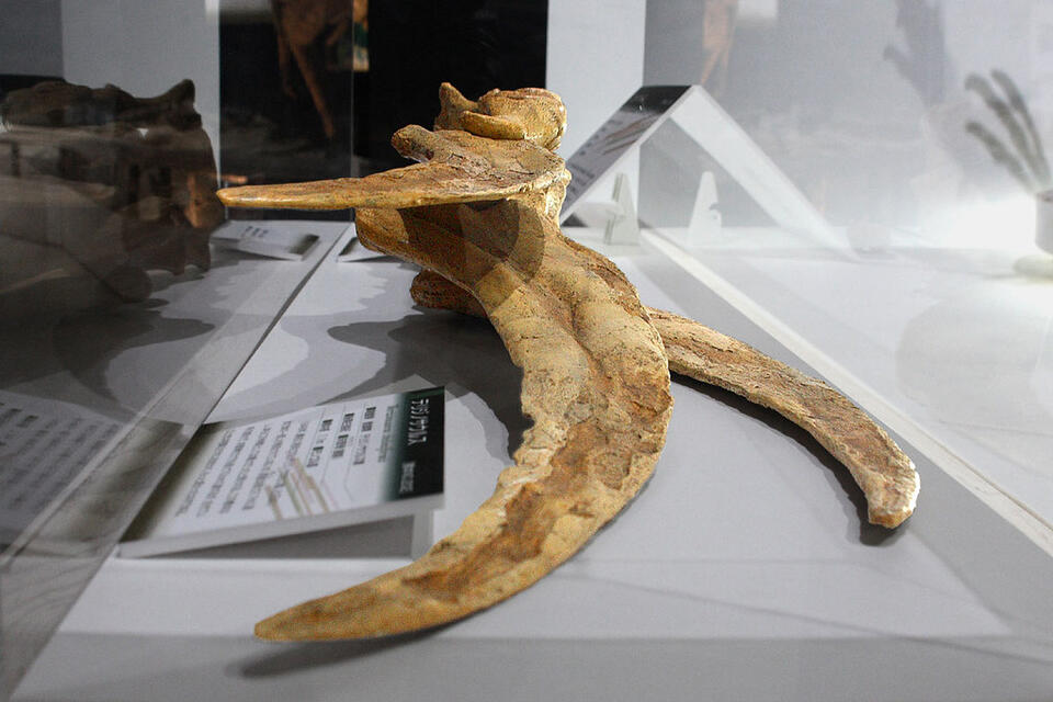 The Giant Clawed Dinosaur That Terrified the Cretaceous - NewsBreak