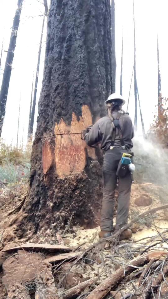Year 3 of cutting road hazard and salvage logging the Caldor fire im ...