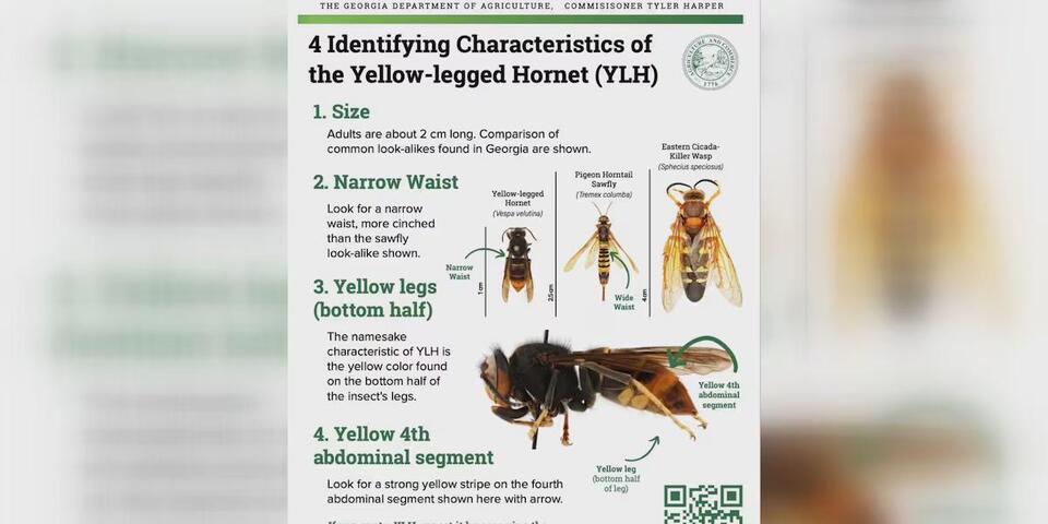 State officials work to eradicate invasive yellow-legged hornet - NewsBreak