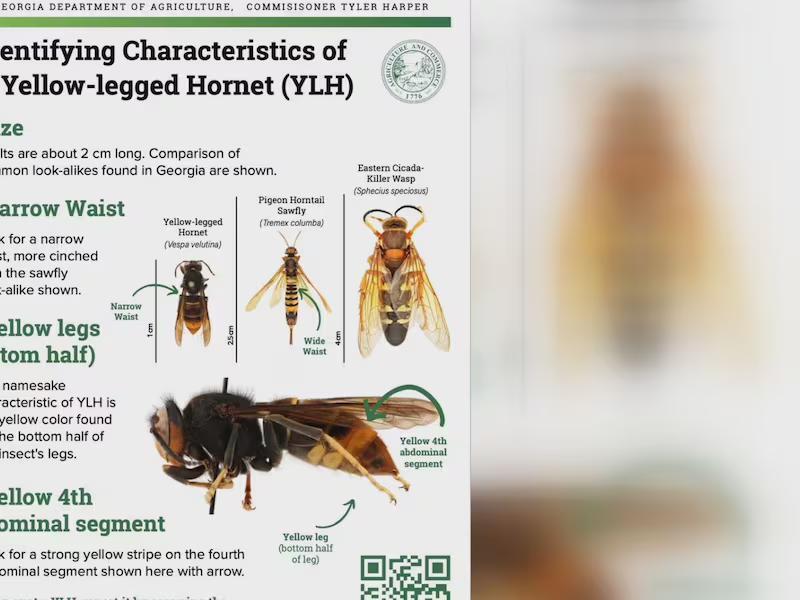 State officials work to eradicate invasive yellow-legged hornet