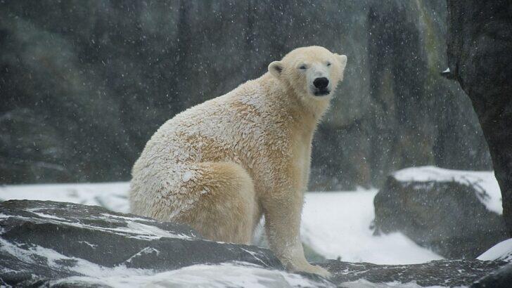 Top 10 Strongest Animals In The World - NewsBreak