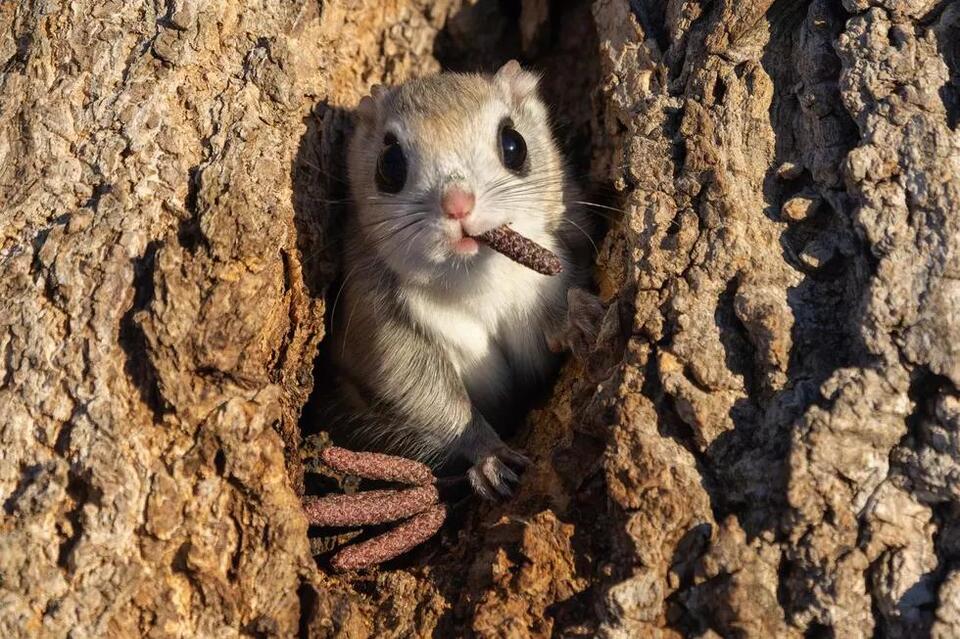 These Hilarious Animal Photos Are So Funny, They’re Award-Winning ...