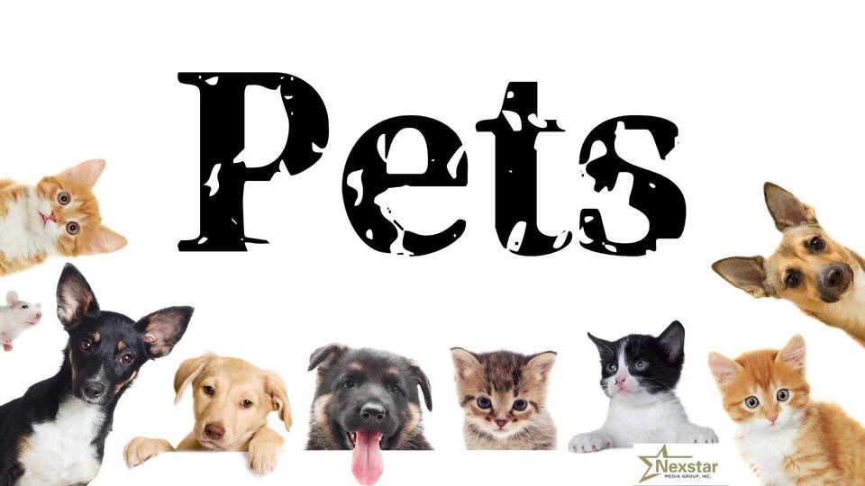 Most popular pet names of 2024 revealed - NewsBreak