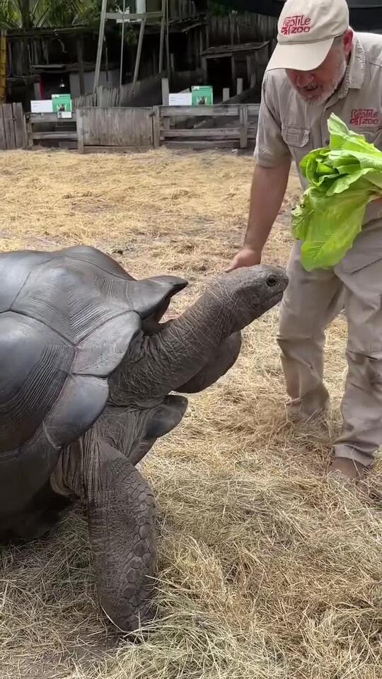 Haha Hi Five from a 500 pound Aldabra tortoise his names Tank he loves ...