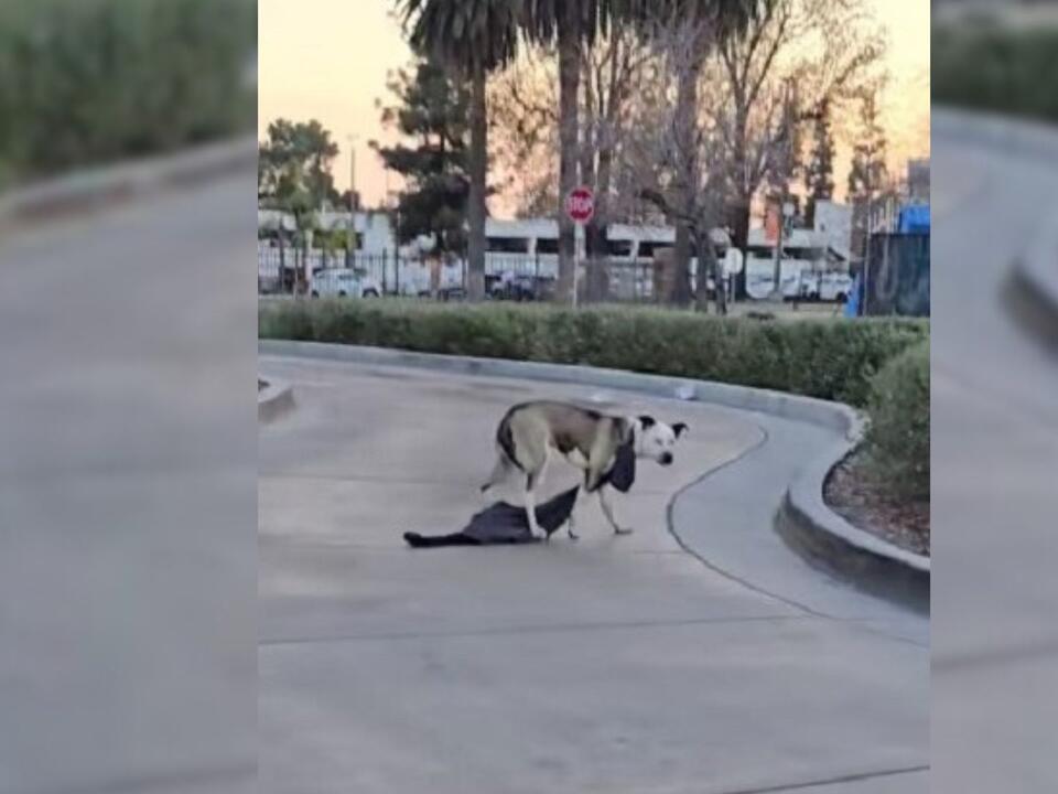Rescuers Were Surprised To Find A Scared Lost Pup In Drive-Thru With ...