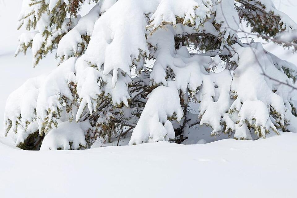 Two Feet Of Snow Possible In SE Wyoming Mountains Through Today - NewsBreak