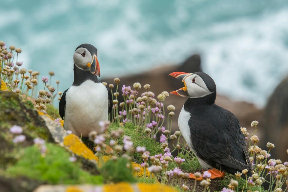 Puffin Day: The Fossil Story of Seabirds That Survived Ice Ages - NewsBreak